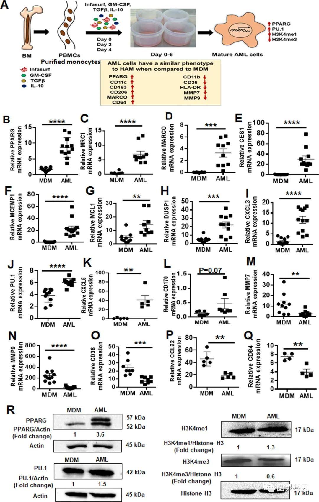 mBio｜模拟肺泡环境的巨噬细胞培养模型研究呼吸系统疾病 - 知乎