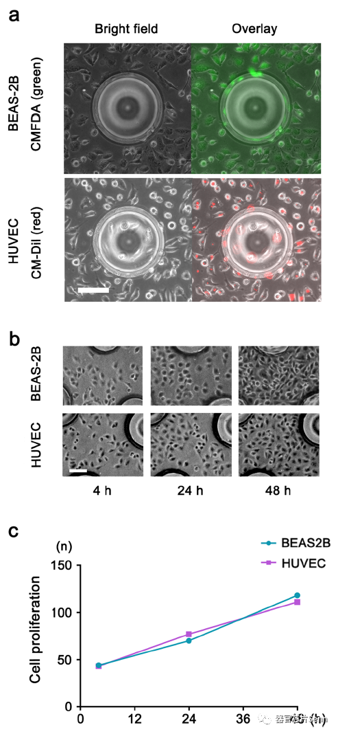 【器官芯片】肺芯片中烟雾通过肺上皮细胞STAT3信号传导诱导恶性转化 - 知乎