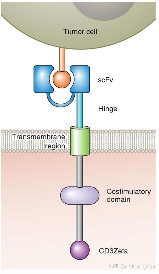 CAR-T 相关蛋白CAR-T related Proteins - 知乎