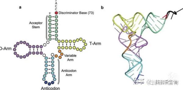 干货：一文读懂mRNA rRNA tRNA结构和功能 - 知乎
