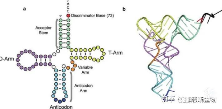 干货：一文读懂mRNA rRNA tRNA结构和功能 - 知乎