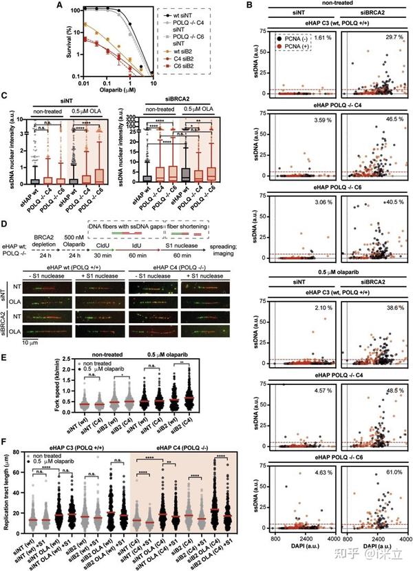 IF:19.328｜POLQ“封条”连接ssDNA缺口维持BRCA缺陷癌细胞基因组的稳定 - 知乎