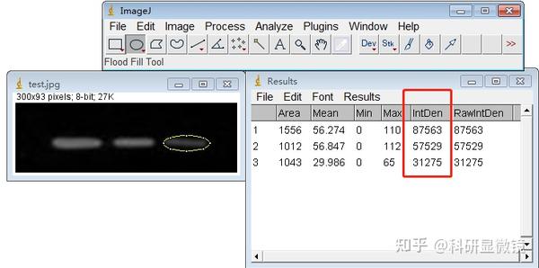 ImageJ惊艳登场！分分钟搞定WB条带灰度分析（内含免费软件包） - 知乎
