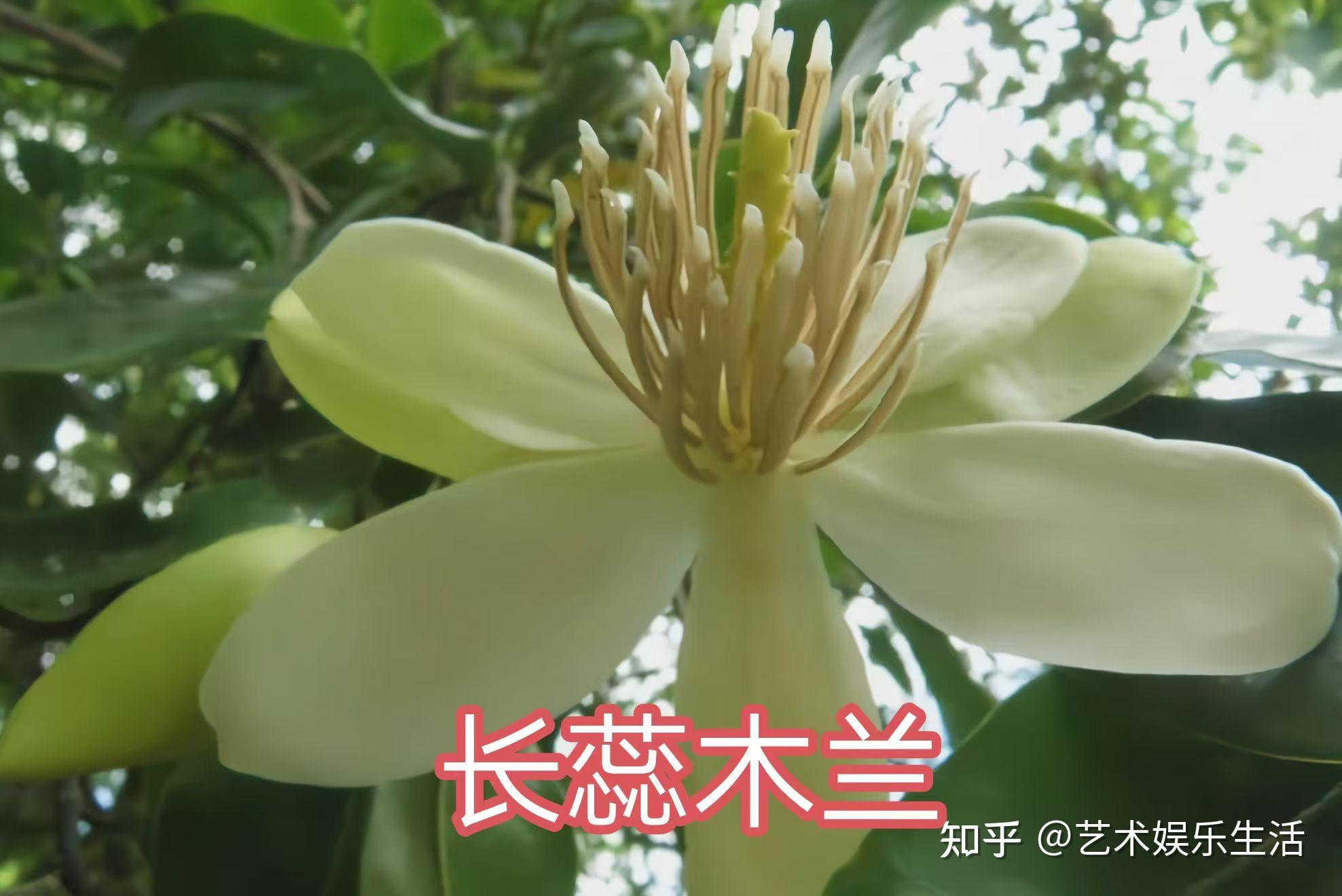 16种木兰科的植物，在我国栽培欣赏2000多年的树种 - 知乎