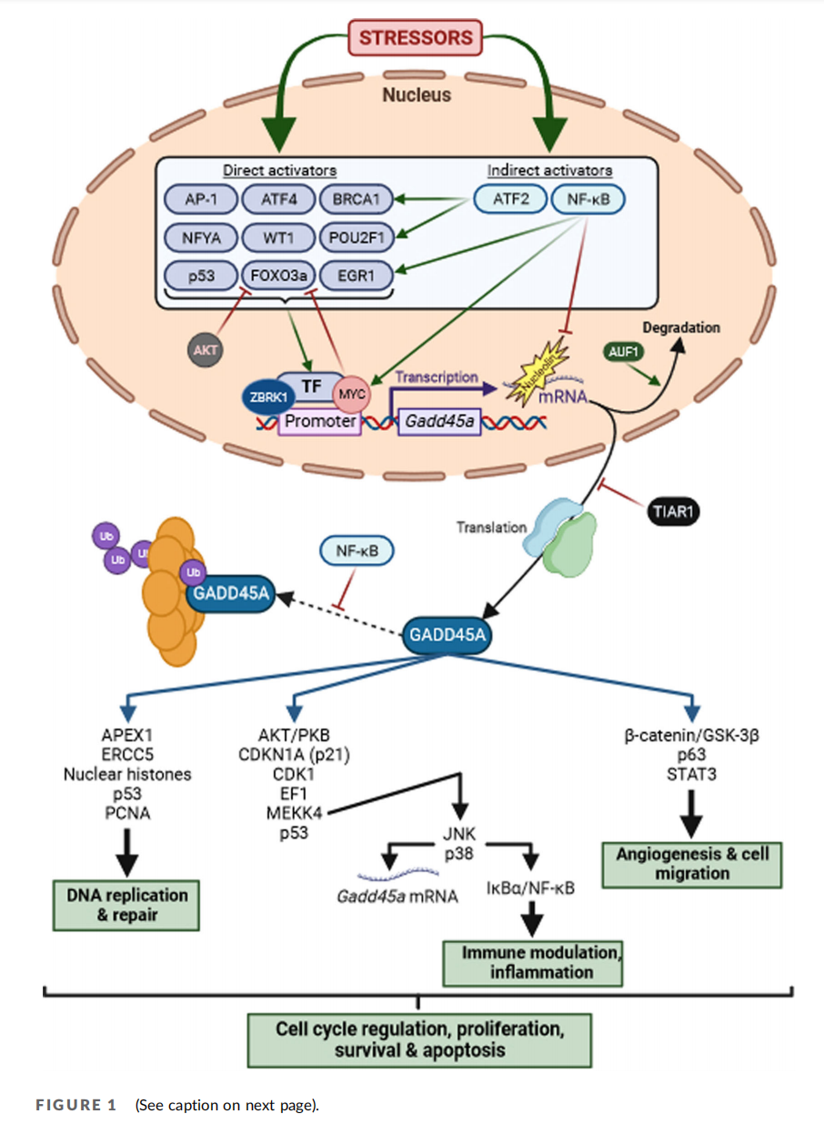 GADD45家族：应对衰老疾病，从幕后走向台前的超级英雄 - 知乎