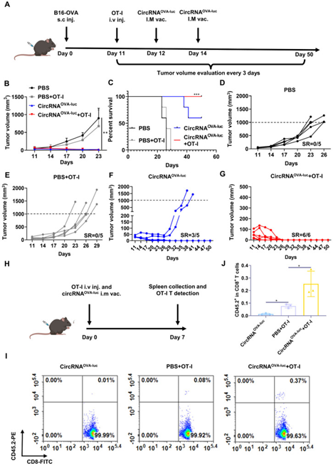 【耀文解读】环状RNA（circRNA）—— 肿瘤治疗方法新方向 - 知乎