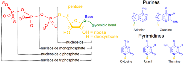 超微量核酸蛋白测定仪-Nanodrop vs. Qubit - 知乎