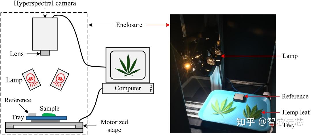 FRONT PLANT SCI |基于机器学习和高光谱成像识别工业大麻的品种、生长阶段、花和叶子 - 知乎