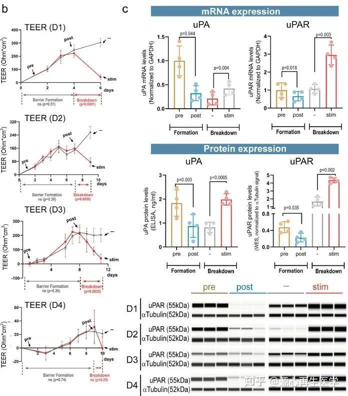Lancet子刊丨IBD治疗新方向？uPA-uPAR有效调控肠黏膜屏障功能，提供抗炎新策略 - 知乎