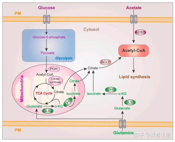 SCI 干货分享：癌症中的脂质代谢 - 知乎