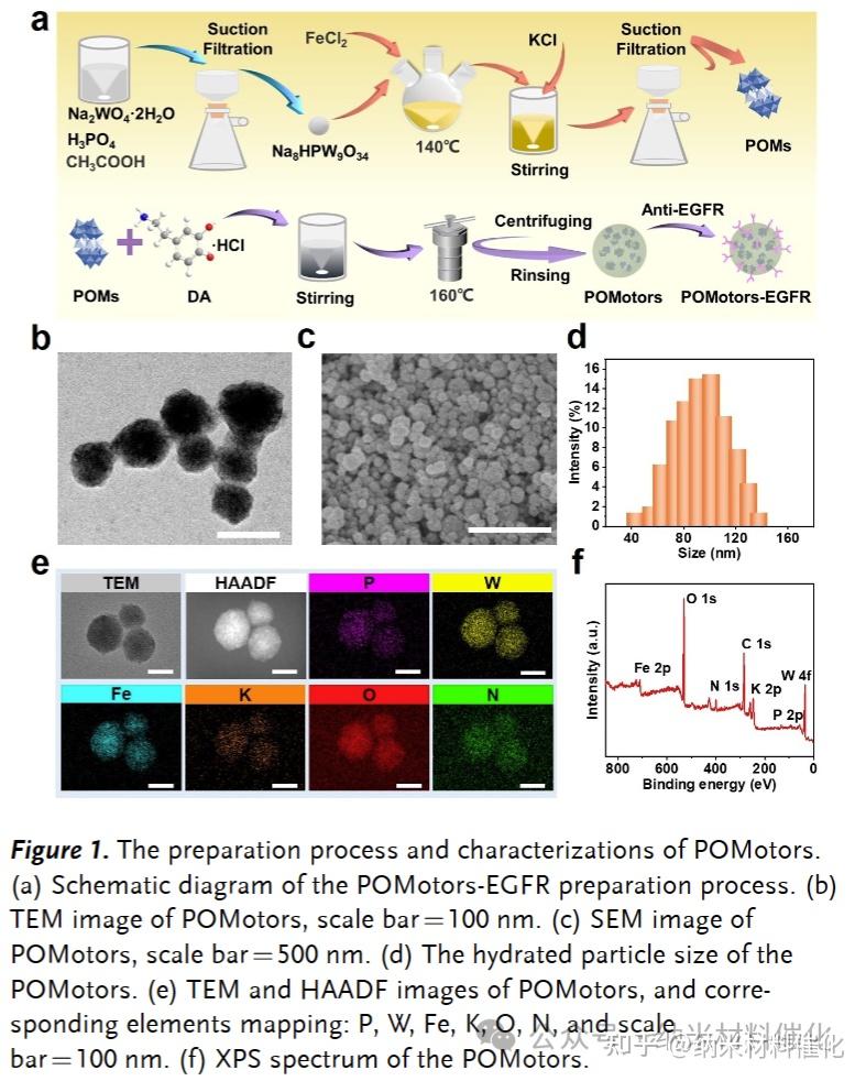 【Angew.Chem.Int.Ed.】多金属氧酸-纳米酶-集成纳米马达用于自推进-促进协同光热催化肿瘤治疗-哈尔滨工业大学 - 知乎