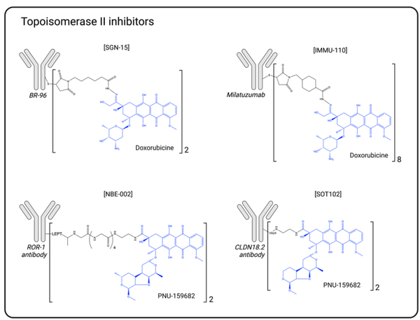 有效载荷（payload）的多样性：ADC药物未来开发的关键一环 - 知乎