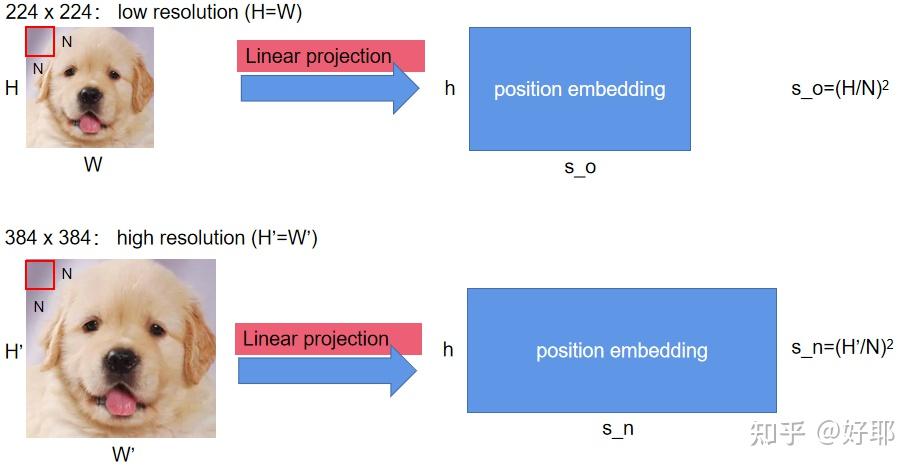 ViT 微调时position embedding如何插值（interpolate）【源码解析】 - 知乎