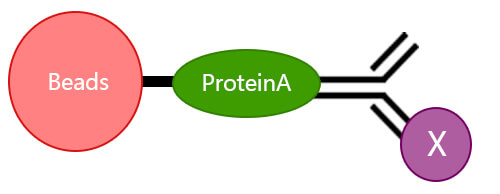 IP-MS、CoIP-MS及AP-MS助力研究蛋白互作组学 - 知乎