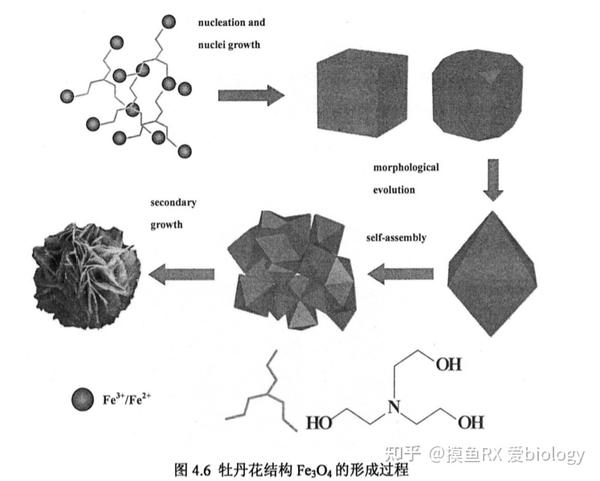 牡丹花结构DBCO-PEG coating Fe3O4 nanoparticles（80nm）纳米材料 - 知乎