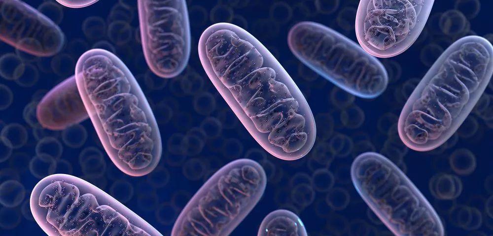 Nat Cell Bio|刘颖组揭示DNA 6mA修饰参与线粒体胁迫适应性跨代遗传的调控 - 知乎