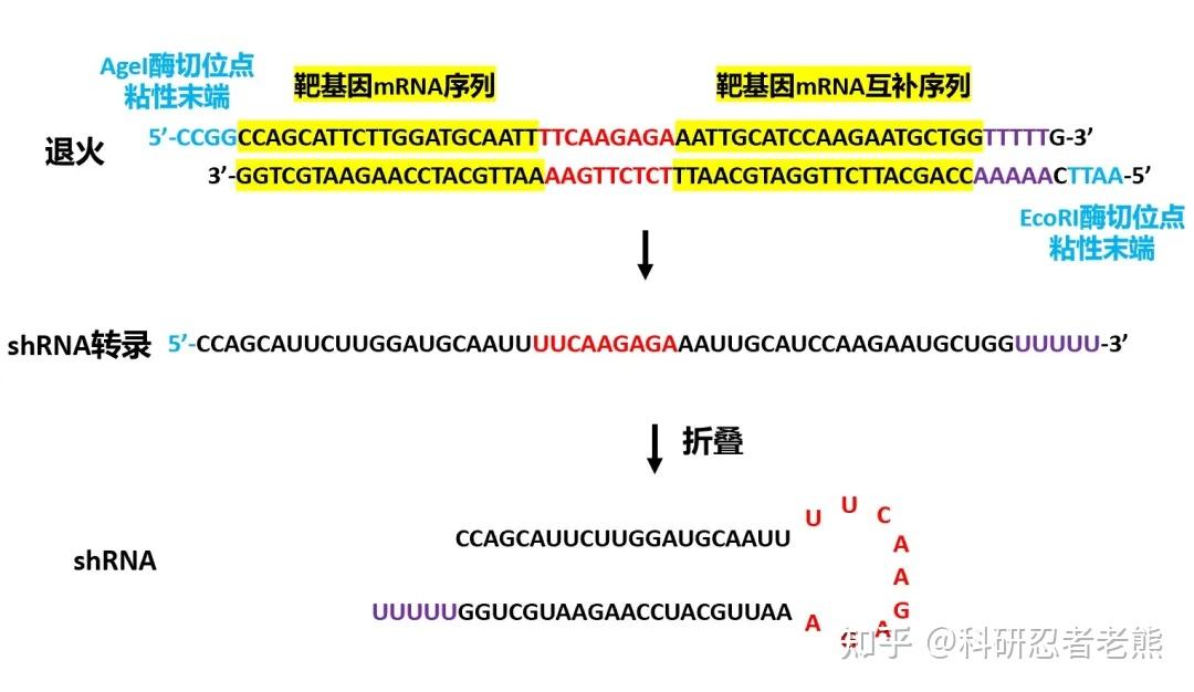 最全shRNA干扰实验手册：设计、构建、结果验证实操 - 知乎