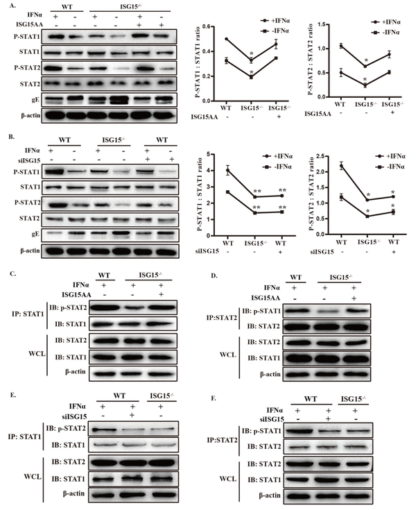 Plos Pathogens︱河南农业大学刘慧敏/陈陆团队揭示游离态ISG15抑制PRV复制的分子机制 - 知乎