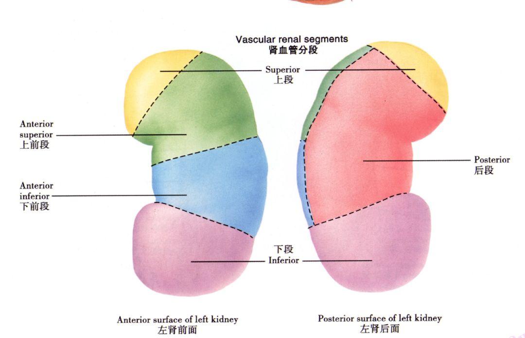 肾脏的血供、淋巴与神经支配 - 知乎