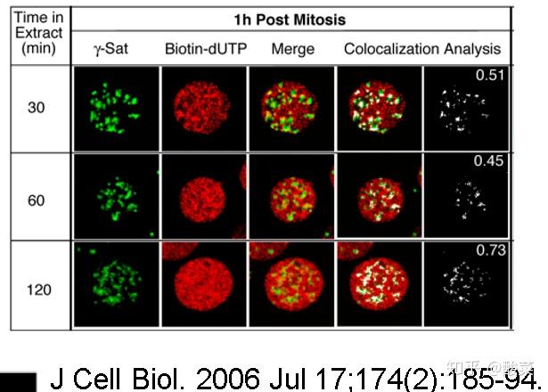 看完这篇，荧光共定位分析就没问题了！ - 知乎