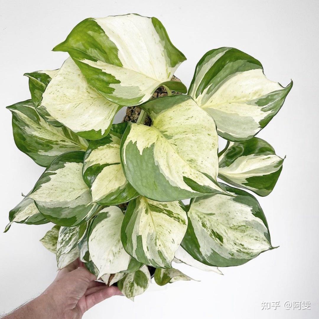 绿萝全品种图鉴 - 知乎