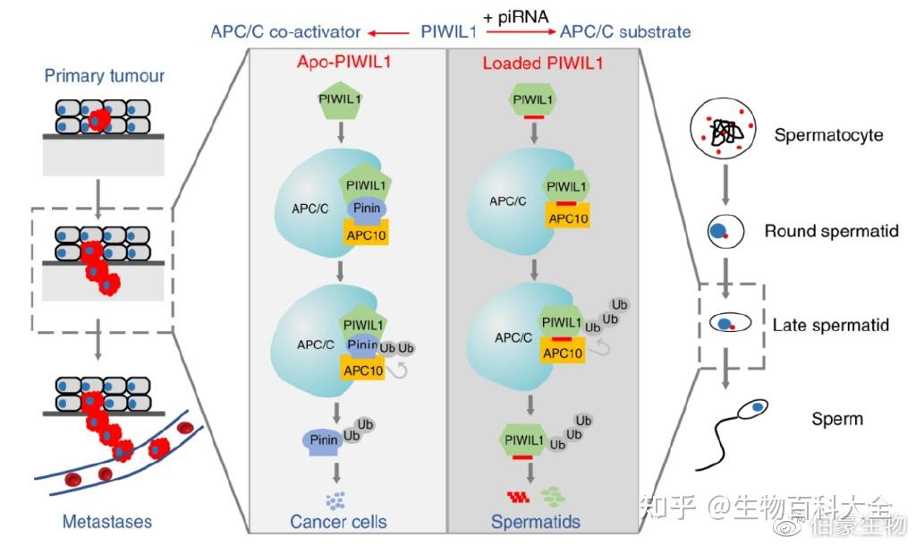 小RNA研究冉冉升起的新星—piRNA - 知乎