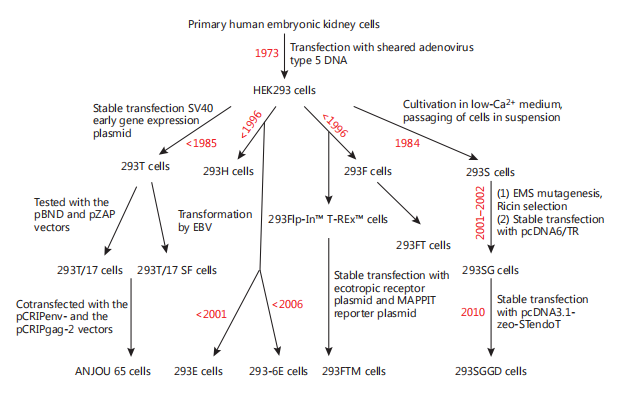 HEK293系列细胞的前世今生，源井给你293细胞家族最全盘点！ - 知乎