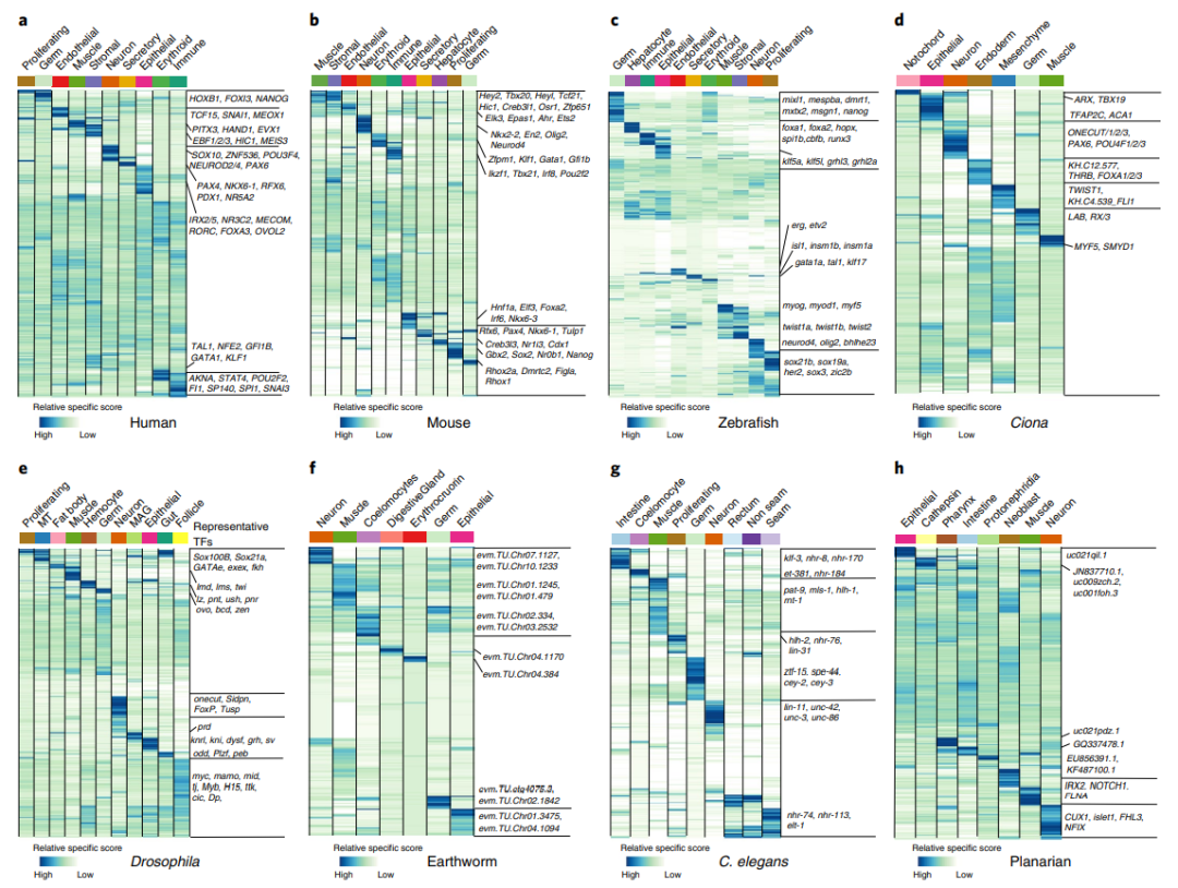 Nature Genetics | 基于人工智能神经网络的基因组解读系统Nvwa并揭示细胞命运决定共性规律 - 知乎