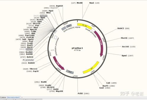 SnapGene安装和使用教程 - 知乎