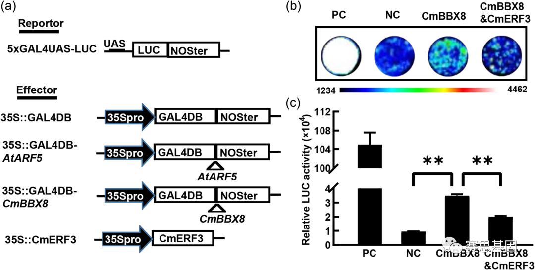 【Plant Cell Environ】乙烯响应转录因子和B-box蛋白调控菊花营养生长和开花 - 知乎