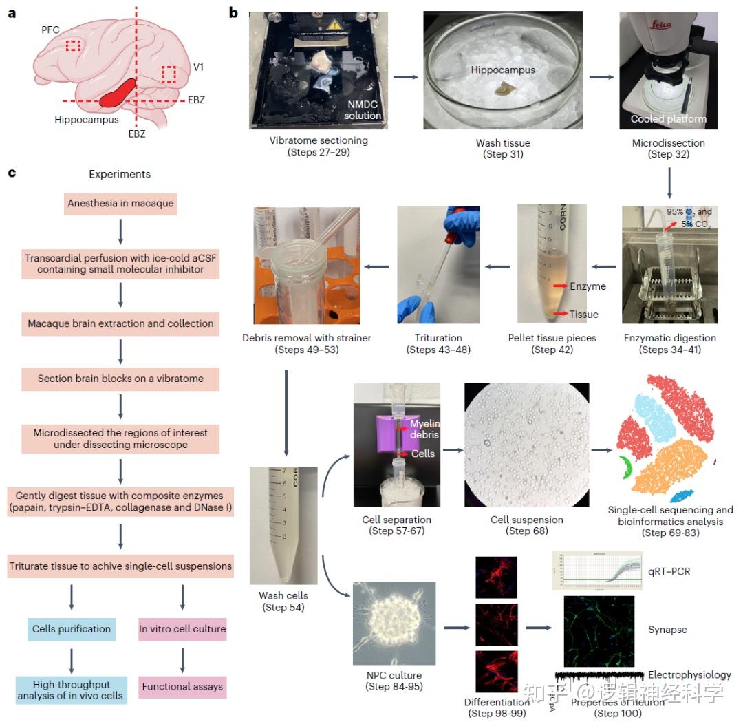 Nat Protocols︱中山大学刘胜团队开发了成年和老年灵长类脑神经细胞分离方法 - 知乎