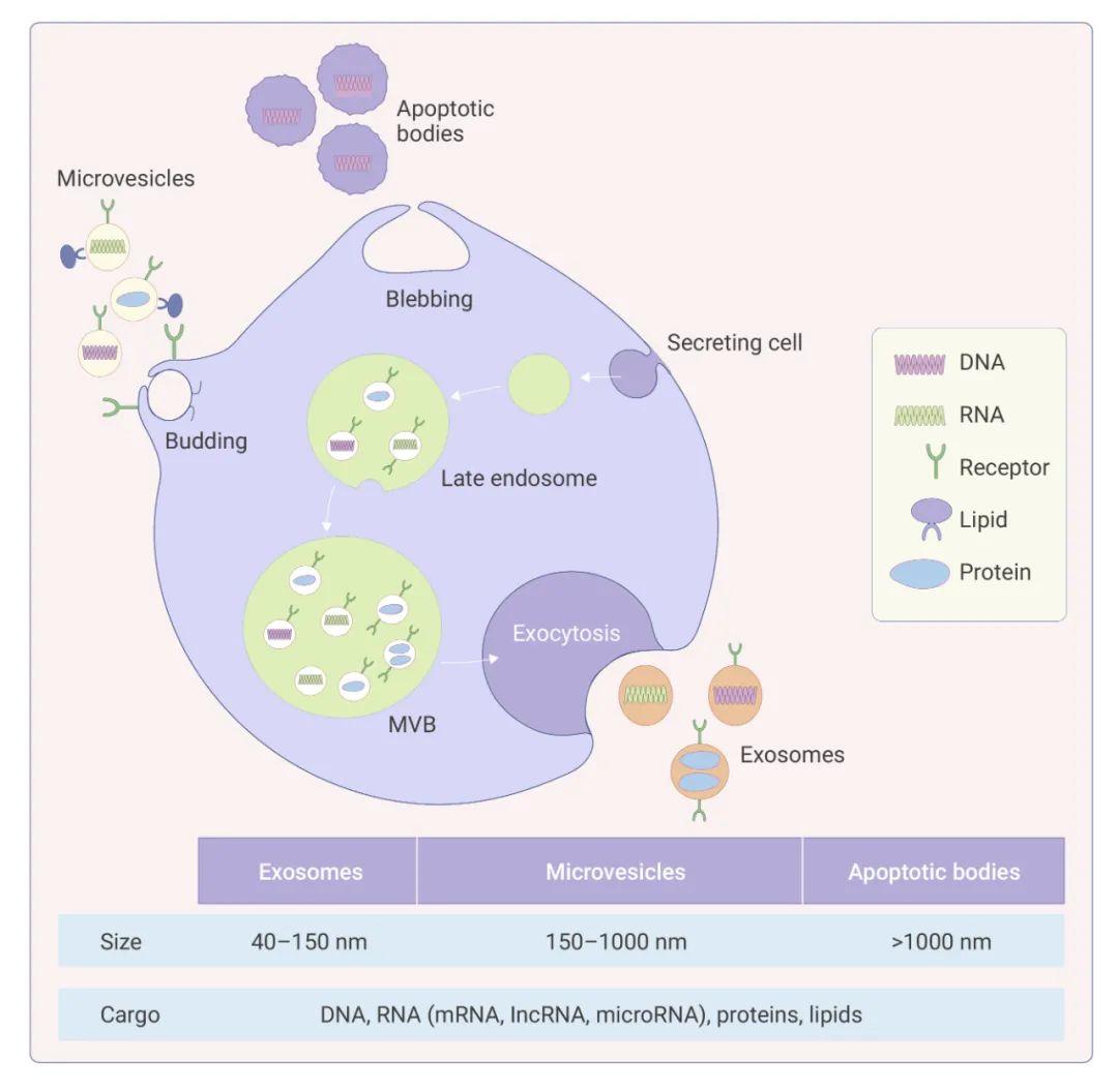 外泌体介绍 - MedChemExpress - 知乎