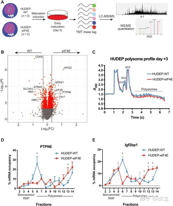 IF:13.6|一种独特的翻译程序调控红细胞的命运!|Science Advances elF4E通过调控独特翻译程序控制 - 知乎