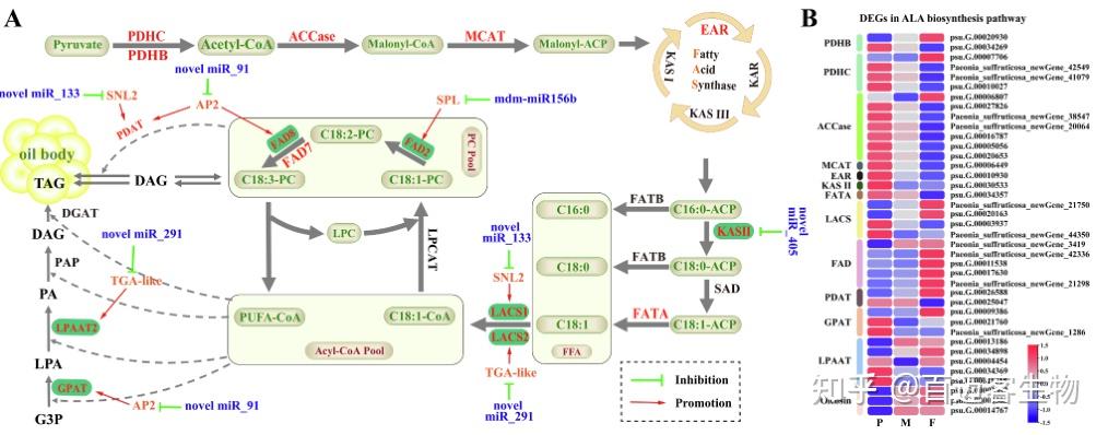转录后调控研究利器——全转录组ceRNA网络-助力高分文章 - 知乎