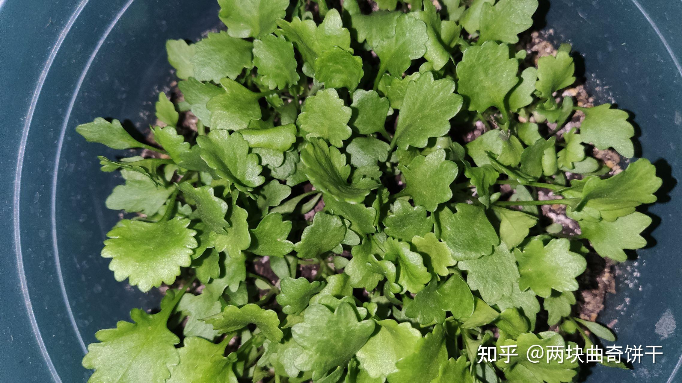 洋甘菊种植记录（已完结） - 知乎