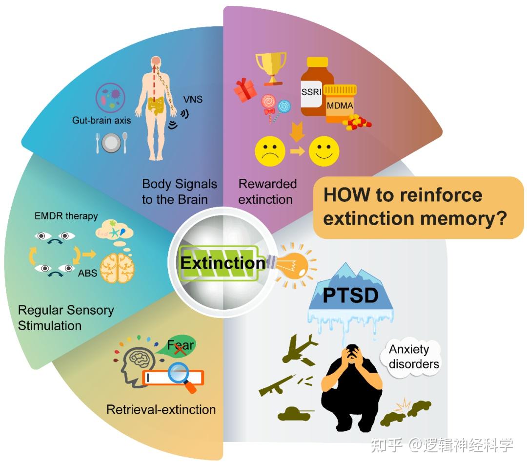 Neurosci Bull 综述︱复旦大学李伟广团队应邀撰写恐惧消退记忆痕迹的研究综述 - 知乎