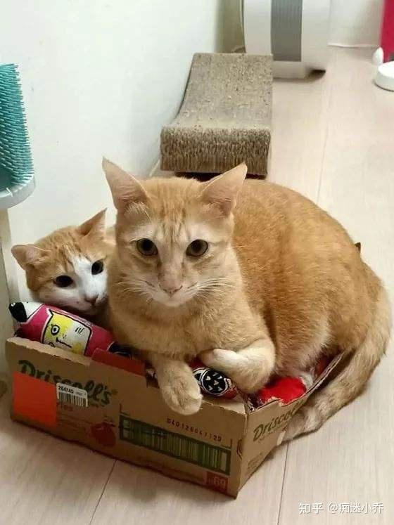 猫咪为什么不睡猫窝？ 诱猫进窝”6部曲 知乎
