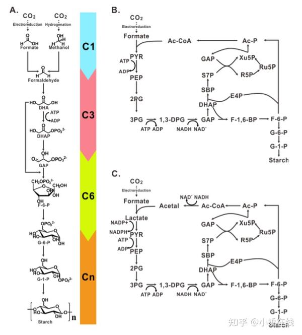 Cell-free chemoenzymatic starch synthesis from carbon dioxide - 知乎