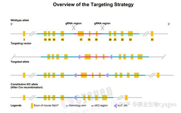 【每周一鼠】引起肥厚性心肌病的主要致病基因——Myh7基因编辑小鼠 - 知乎