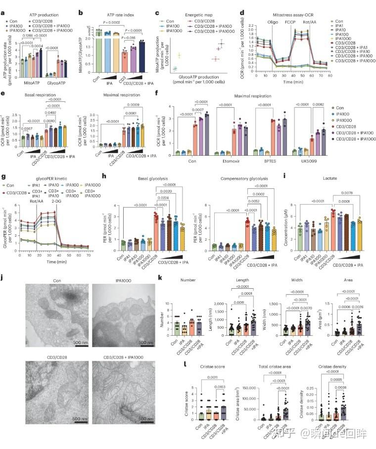 【Nature子刊】蛋白+代谢组｜肠道微生物代谢产物 IPA：重编程 CD4+ T 细胞代谢，开启抗炎新机制 - 知乎