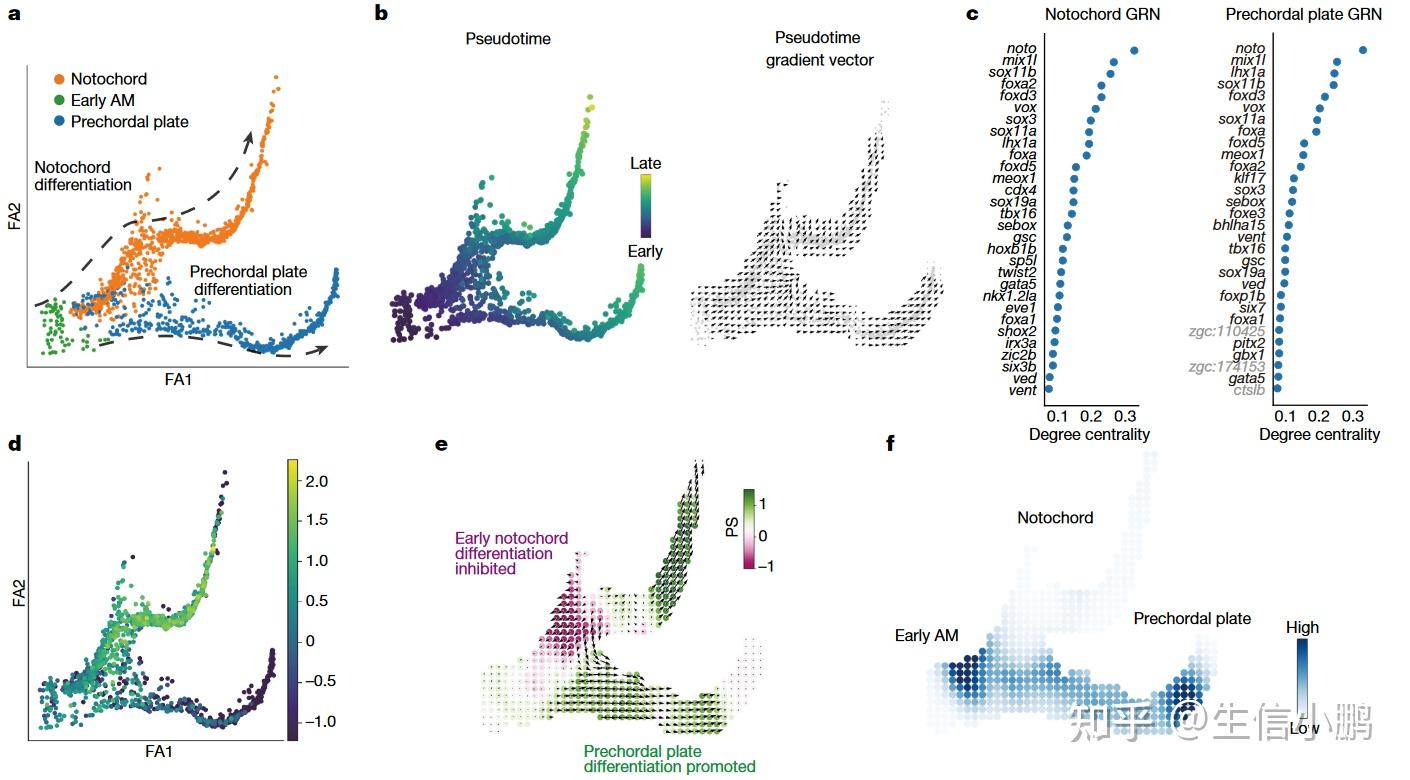 Nature | CellOracle|基因扰动研究基因功能|基因调控网络+虚拟干预 - 知乎