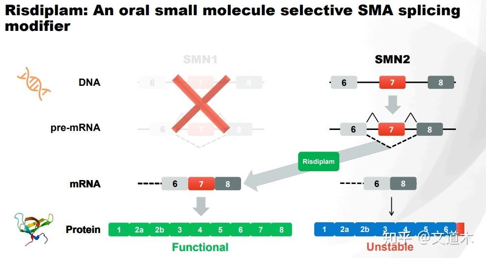 靶向RNA的小分子药物：剪接修饰 - 知乎