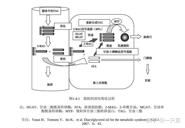 SN-2 DHA真的比普通DHA吸收更好吗？ - 知乎