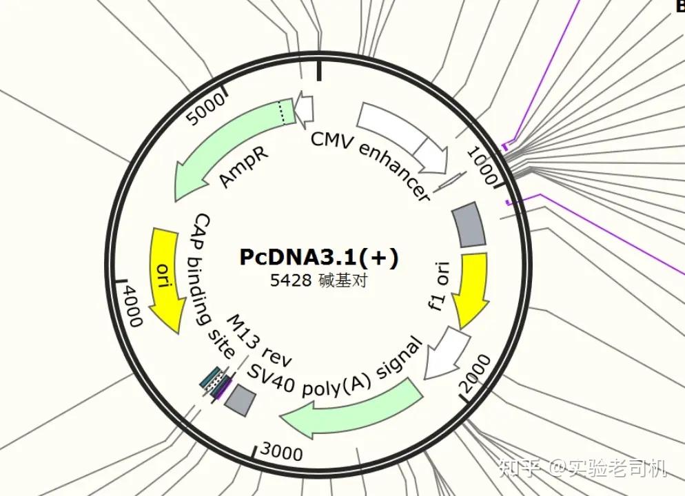 手把手教学｜质粒载体构建的实验步骤及经验分享 - 知乎