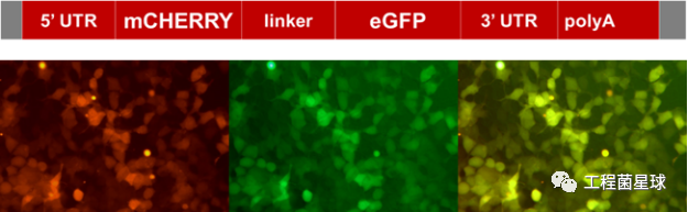 一分钟找好mRNA科研好“基”友(一): eGFP报告基因 - 知乎
