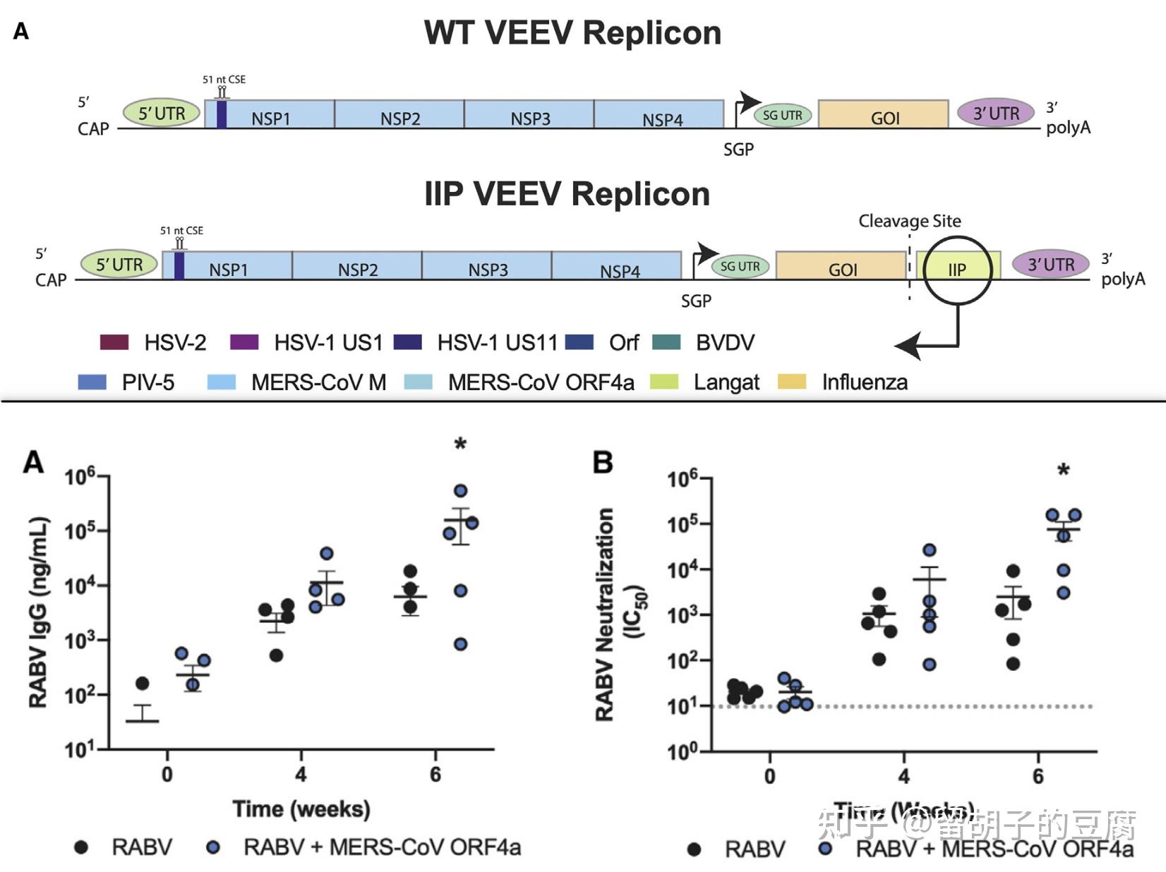 综述|自复制RNA质粒载体序列优化设计策略 - 知乎