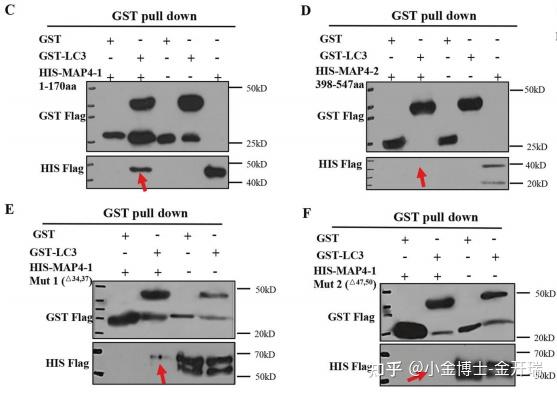 分子互作|蛋白与蛋白互作专题之GST pull-down - 知乎