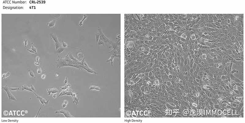 4T1细胞培养方法 - 知乎