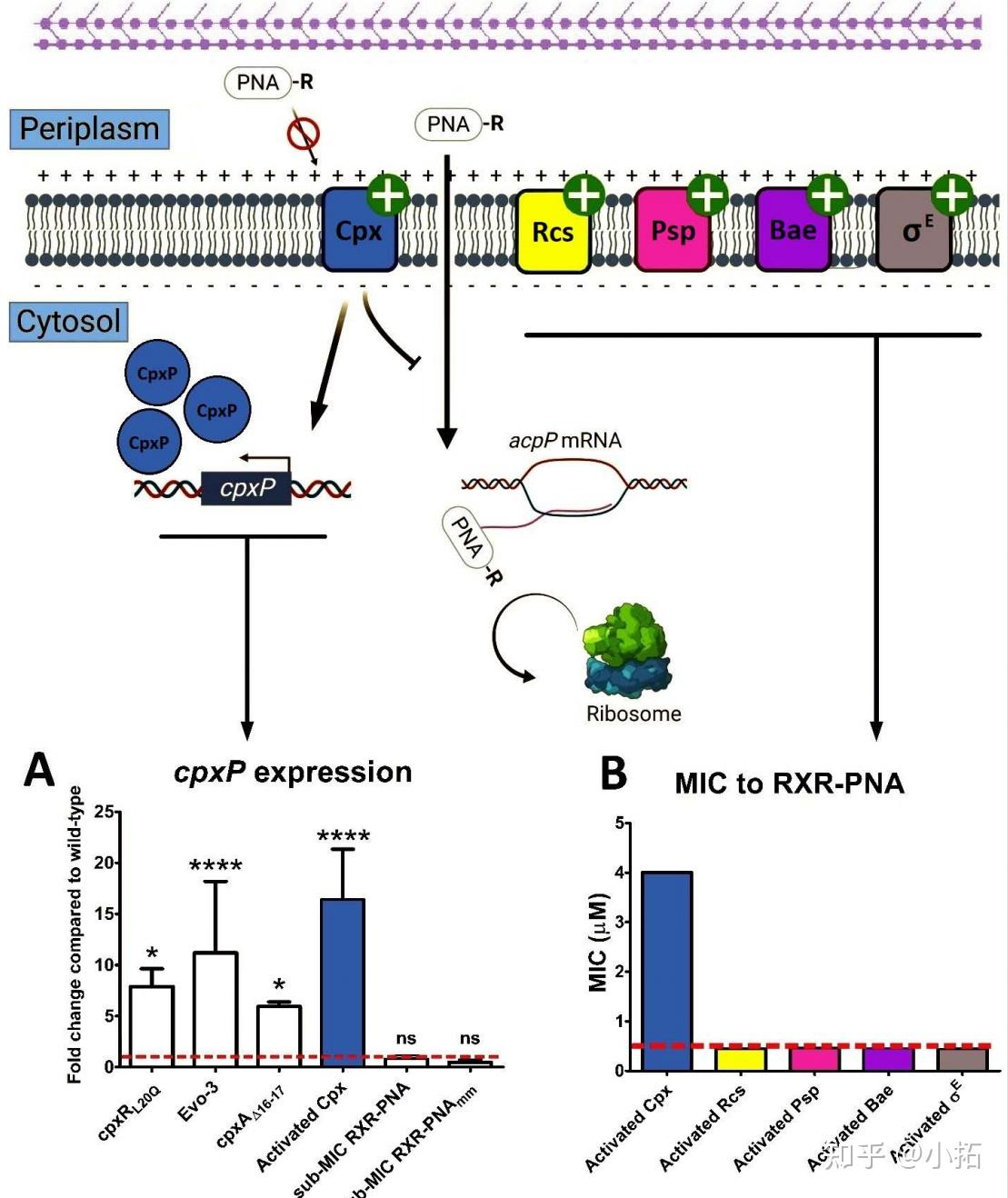 富含精氨酸的CPP 如何跨细胞膜易位 - 知乎