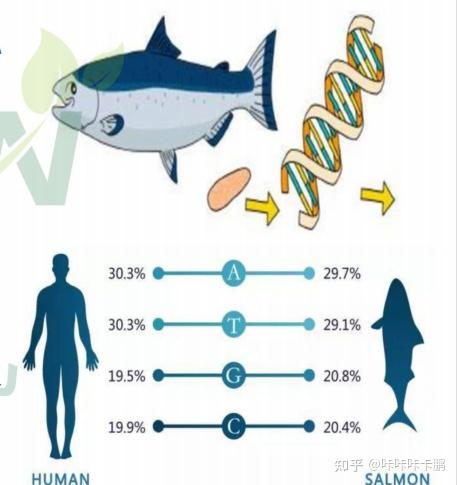 多聚脱氧核糖核苷酸-（NDA-NA） - 知乎